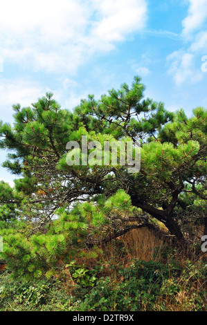 Cape Cod pine trees, Massachusetts, USA Stock Photo - Alamy