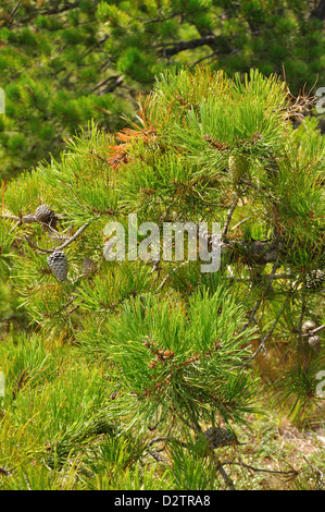 Cape Cod pine trees, Massachusetts, USA Stock Photo - Alamy