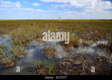 Sawgrass, marsh, Florida Stock Photo - Alamy