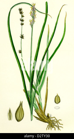 Carex divulsa; Grey Sedge Stock Photo - Alamy