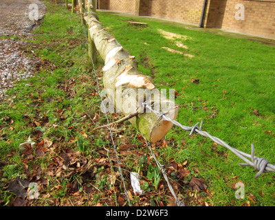 Tree growing into wire fence Stock Photo - Alamy