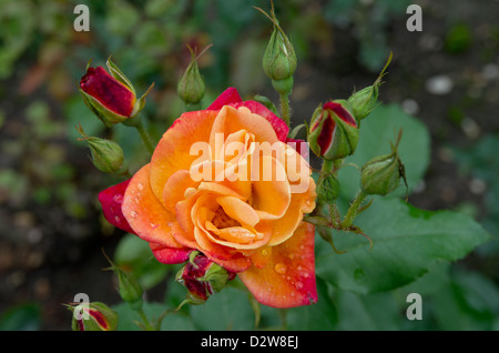 Joseph's Coat rose Stock Photo - Alamy