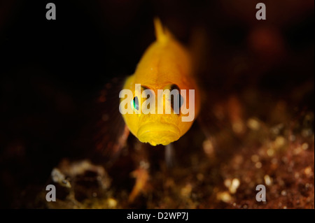 Yellow headed Goby Gobius xanthocephalus Vela Vala Susac Island ...