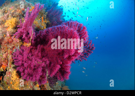underwater view of red sea fans corals on coral reef, Paramuricea ...