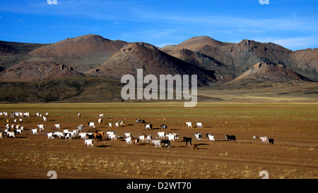 Sheep flock in western Tibet Stock Photo - Alamy