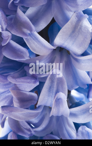 Close-up details of soft petals like pink zinnia, yellow lily, purple ...