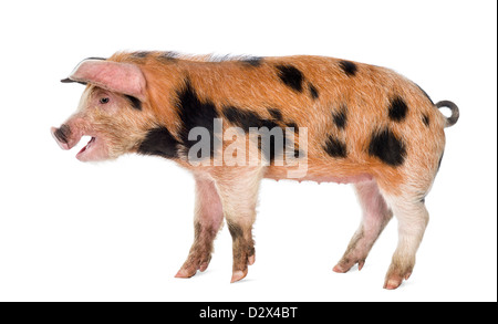 Piglet standing with mouth open front view Stock Photo - Alamy
