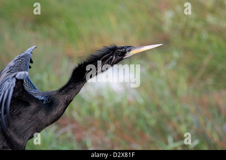Anhinga in flight over the Florida Everglades with a blue sky Stock ...