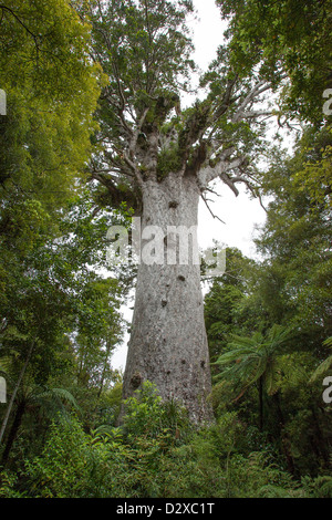 Tane Mahuta: oldest tree in Waipoua Kauri forest, New Zealand Stock ...
