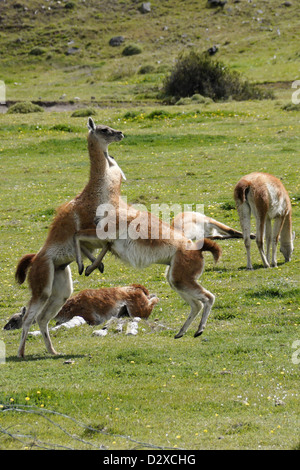 Male guanacos fighting over breeding rights and territory, Torres del ...