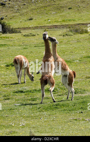 Male guanacos fighting over breeding rights and territory, Torres del ...