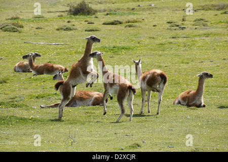 Male guanacos fighting over breeding rights and territory, Torres del ...