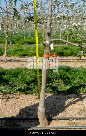 Tall spindle apple tree in orchard Stock Photo - Alamy