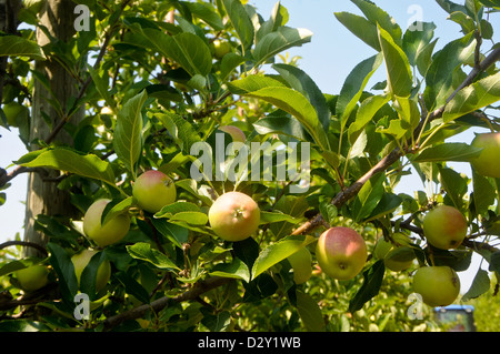 Apples on tall spindle tree in orchard Stock Photo - Alamy