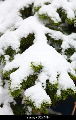 Christmas fir tree branch covered by snow on wooden background. Top ...