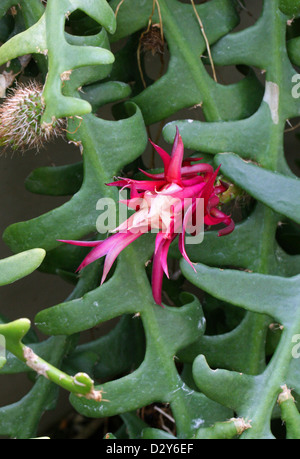 Fishbone Cactus, Ric Rac Orchid Cactus, Zig-zag Cactus, St. Anthony's ...