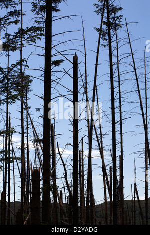Conifer plantation trees damaged by storms Orbost Isle of Skye Scotland ...