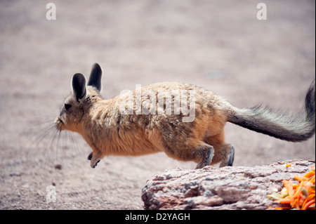Viscacha (Lagidium peruvianum inca) sitting on rock, Eduardo Avaroa ...