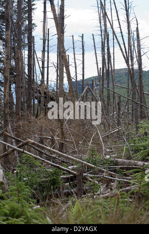 Conifer plantation trees damaged by storms Orbost Isle of Skye Scotland ...