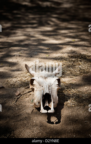 The skull of the head of a domestic cattle cow lies on the ground ...