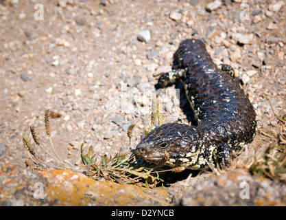 Stumpy-tailed Lizard, Tiliqua rugosa in Stirling Range NP, WA ...