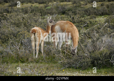 A baby (chulengo) guanaco (Lama guanicoe) in Torres del Paine National ...