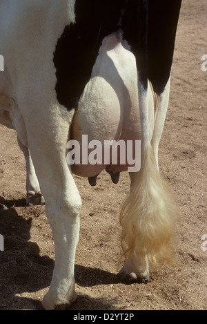 Udder and tail of a Holstein cow Stock Photo - Alamy