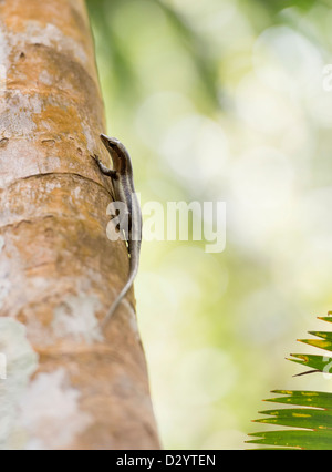 Lizard On Wooden Pillar Stock Photo - Alamy