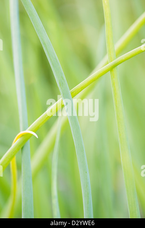 A closeup of growing plant stem Stock Photo - Alamy