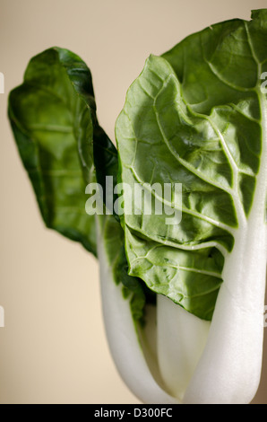 Baby Pak Choi Stock Photo - Alamy