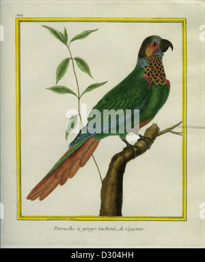 Brown-throated Parakeet (Aratinga pertinax) on cactus, Curacao, Dutch ...