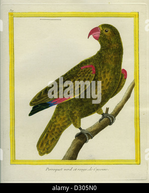 Red-billed Parrot (Pionus sordidus) emerging from nest cavity, Ecuador ...