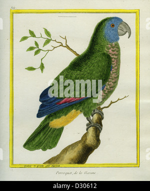 Red-necked amazon, Amazona arausiaca. (Blue-faced green parrot ...