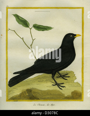 Alpine chough or yellow-billed chough, Pyrrhocorax graculus. De Avibus ...
