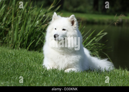Dog Samoyed / Samojede adult lying in a meadow Stock Photo - Alamy