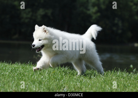Dog Samoyed / Samojede puppy running in a park Stock Photo - Alamy