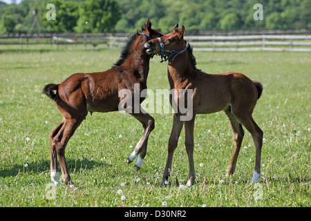 Two foals playing Stock Photo - Alamy