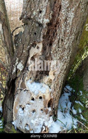 Diseased ash tree with rotting wood Wales UK Stock Photo - Alamy