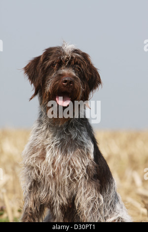 French wire-haired Korthals Pointing Griffon (Canis lupus f. familiaris ...