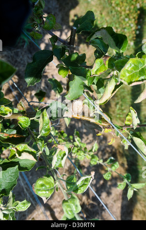 Tall spindle apple tree with wire guide orchard in the winter freshly ...
