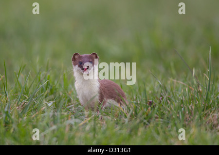 Fell, Großes Wiesel, Hermelin, Kurzschwanzwiesel, Marder, Mustela ...