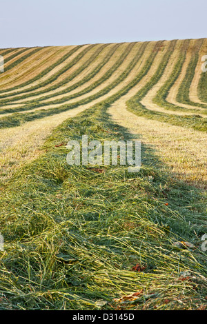 SILAGE CROP AND HARVESTING ON ENGLISH FARM Stock Photo - Alamy