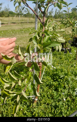 Training tall spindle apple tree Stock Photo - Alamy