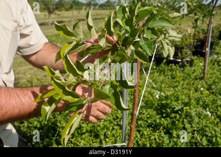 Training tall spindle apple tree Stock Photo - Alamy
