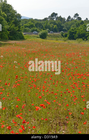 poppy field in spring Stock Photo - Alamy