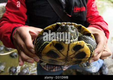 Feb. 6, 2013 - Batam, Kepulauan Riau, Indonesia - Green turtles or ...