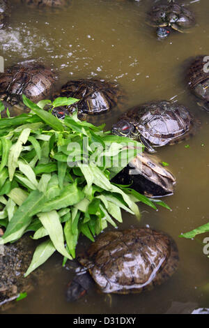 Feb. 6, 2013 - Batam, Kepulauan Riau, Indonesia - Green turtles or ...