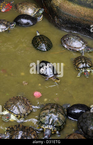 Feb. 6, 2013 - Batam, Kepulauan Riau, Indonesia - Green turtles or ...