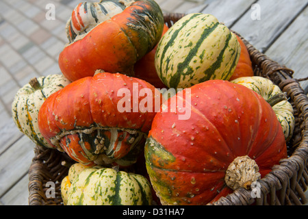 Basket of Aladdins Turban squashes and gourds Stock Photo - Alamy