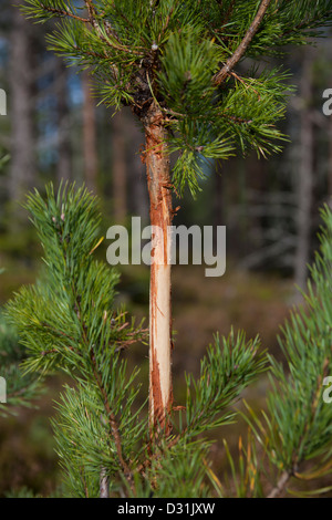 Damaged pine tree with bark stripped by red deer (Cervus elaphus) in ...